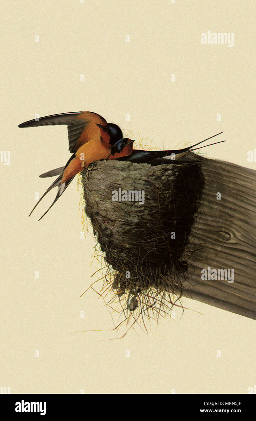 Barn swallow illustration hi-res stock photography and images - Alamy
