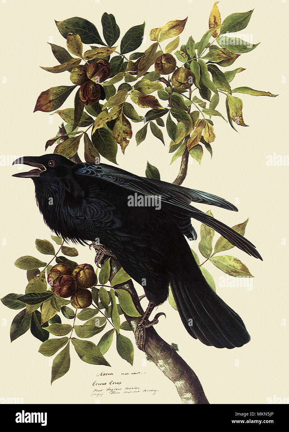 John raven hi-res stock photography and images - Alamy