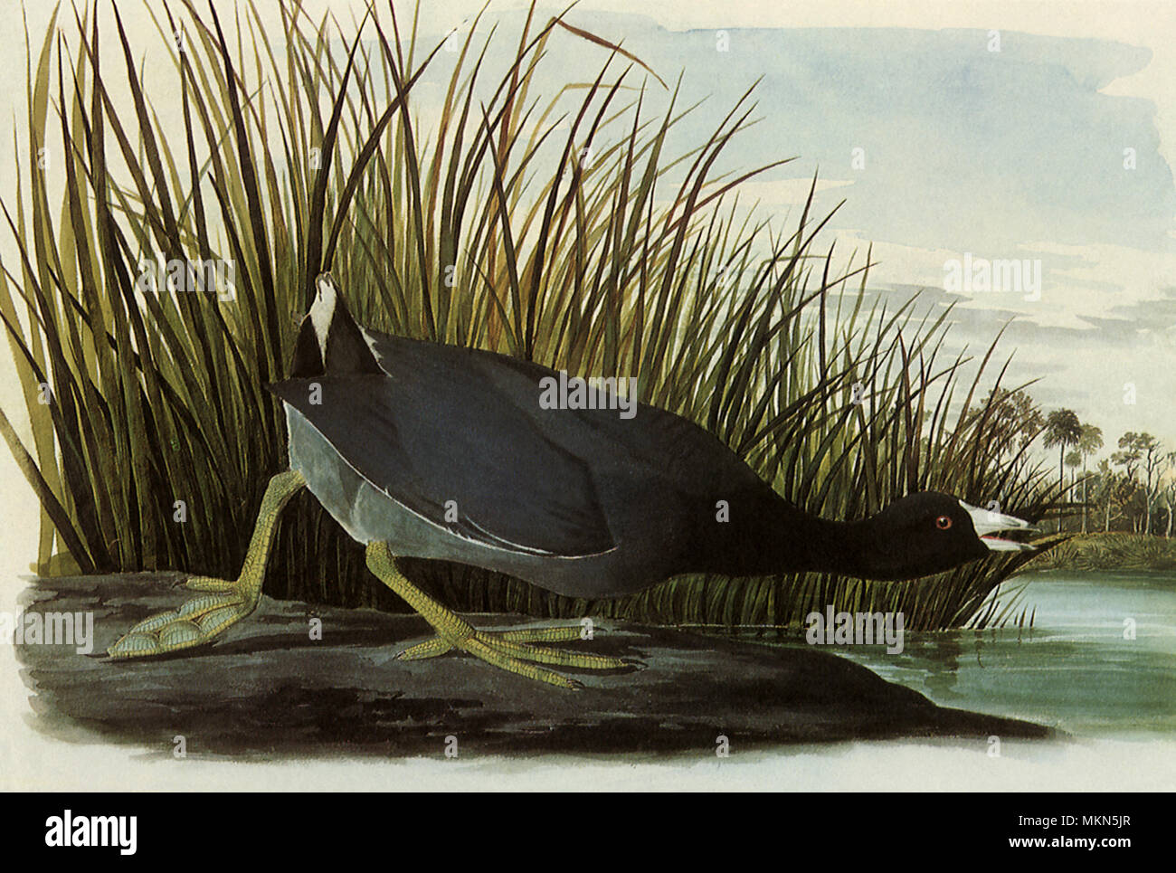 American coot birds hi-res stock photography and images - Alamy