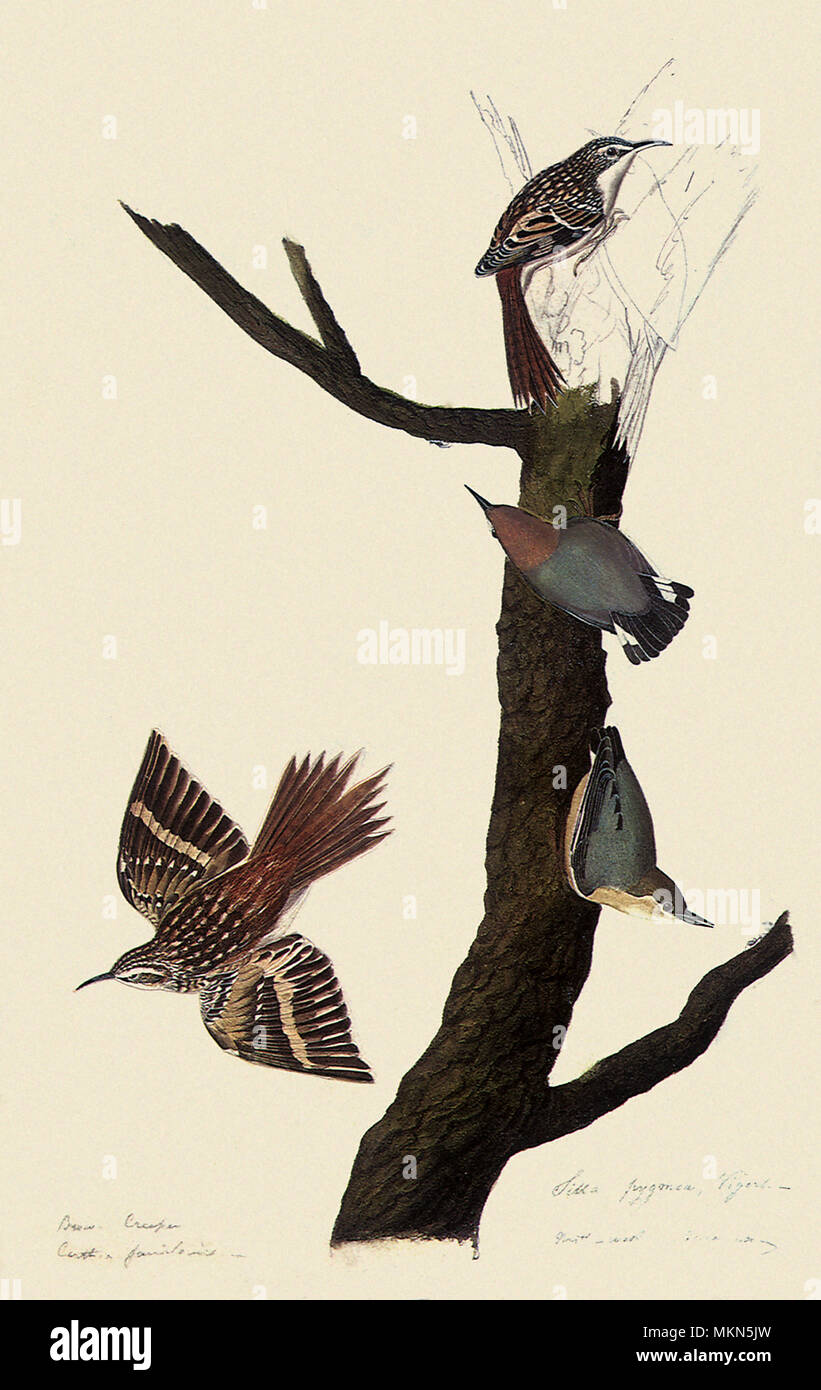 Creepers and Nuthatches Stock Photo - Alamy