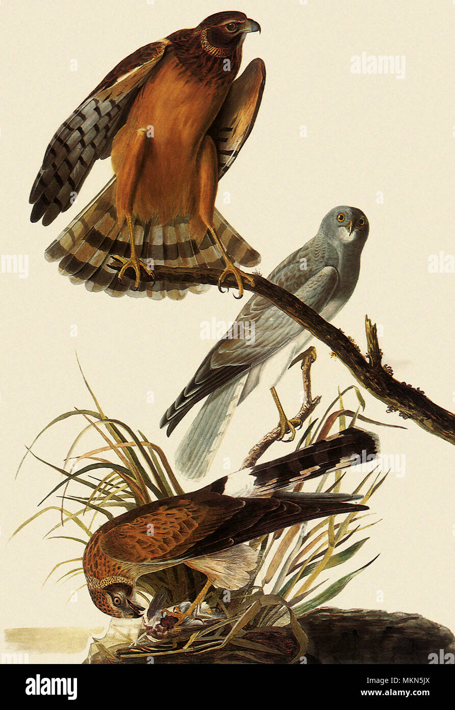 Another adult hawk hi-res stock photography and images - Alamy