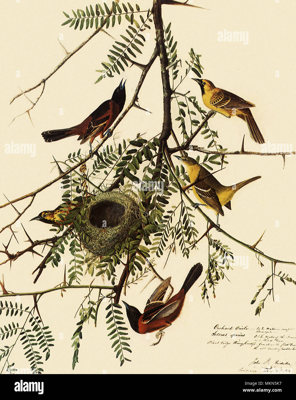 Orchard orioles hi-res stock photography and images - Alamy