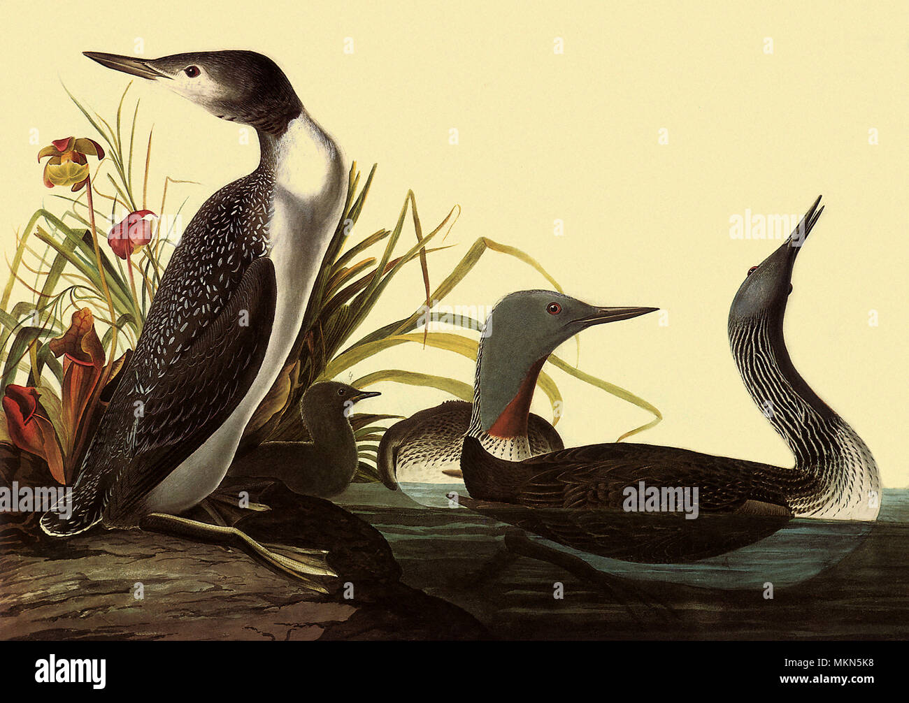 Red throated loon breeding plumage hi-res stock photography and images ...