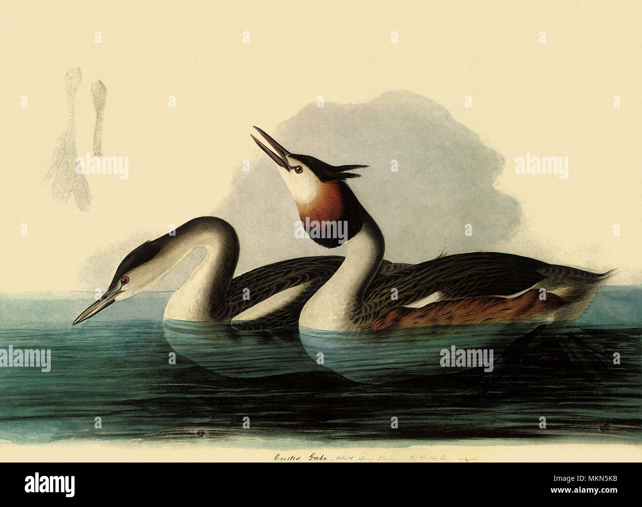 Another grebe hi-res stock photography and images - Alamy