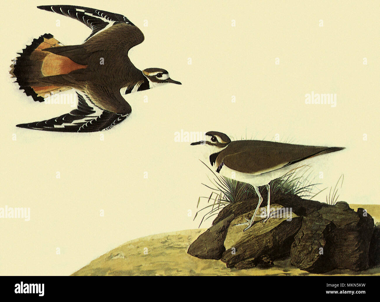 Killdeer bird birds hi-res stock photography and images - Alamy