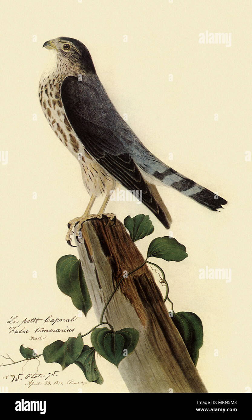 Vine hawk hi-res stock photography and images - Alamy