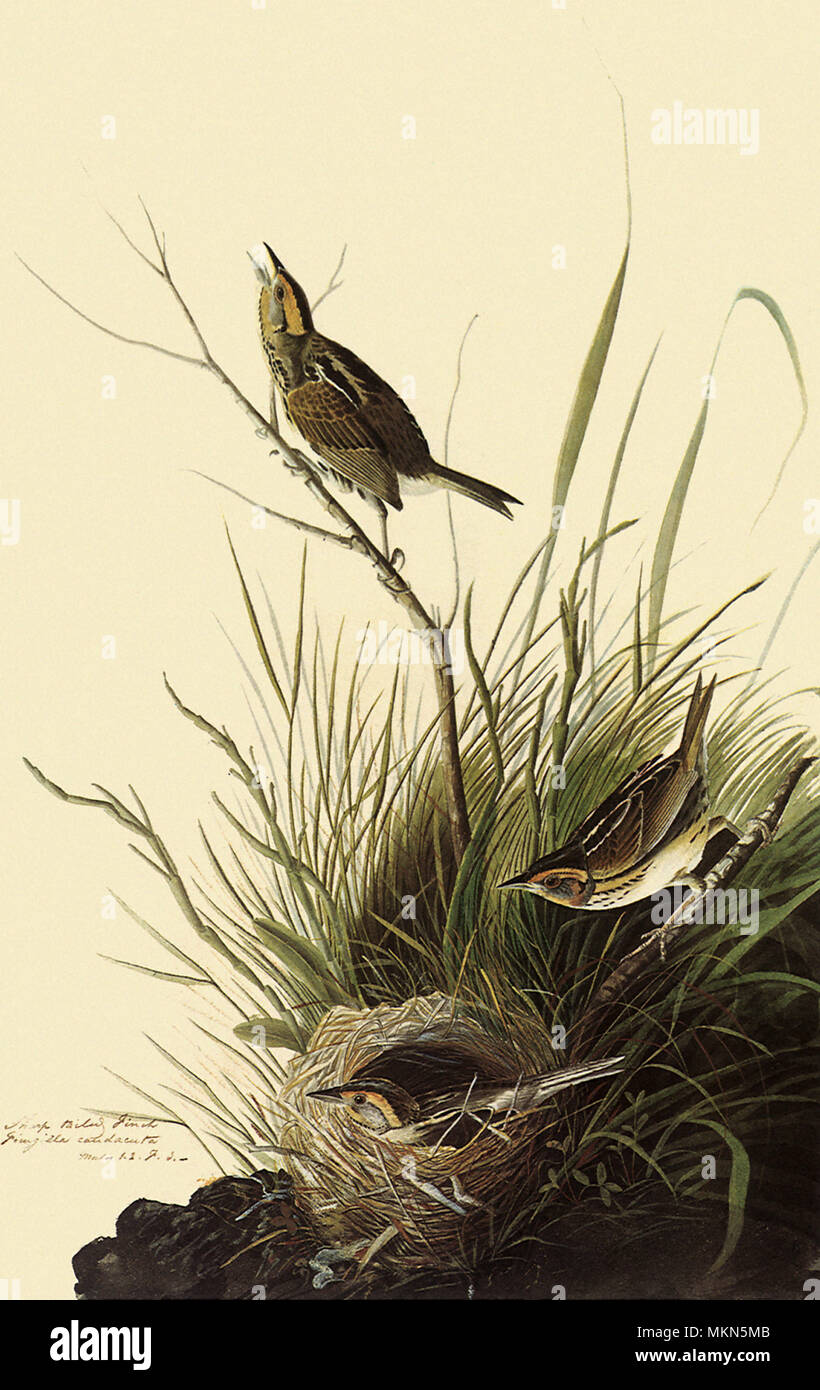 Sharp tailed sparrows hi-res stock photography and images - Alamy