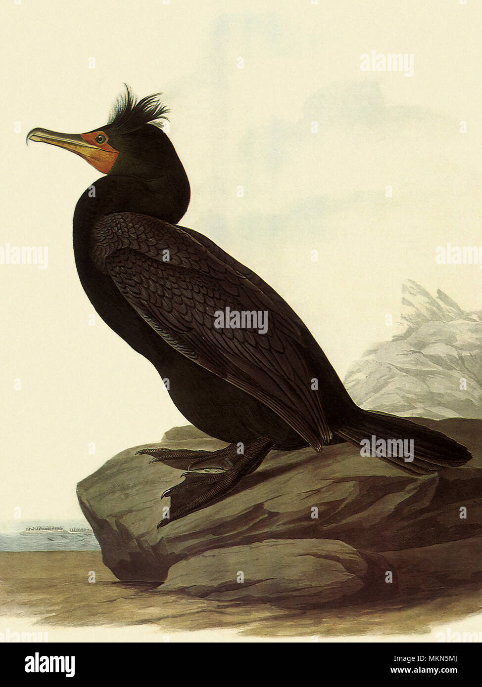 Cormorant bird illustration hi-res stock photography and images - Alamy