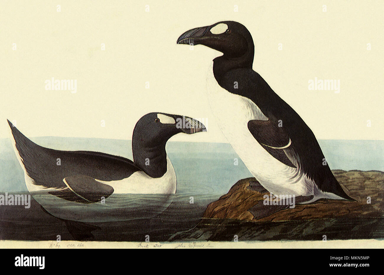 Great auk audubon hi-res stock photography and images - Alamy