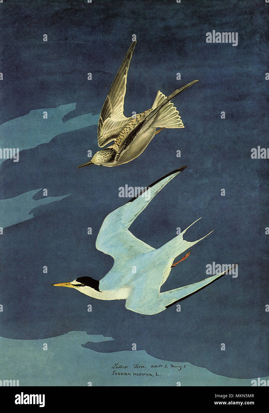 Two least terns hi-res stock photography and images - Alamy