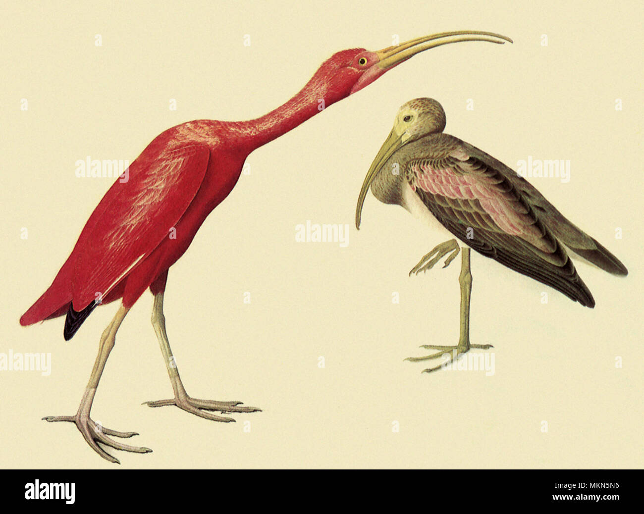 Scarlet beast hi-res stock photography and images - Alamy