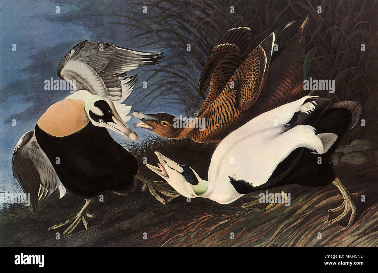 Common eider bird nest hi-res stock photography and images - Alamy