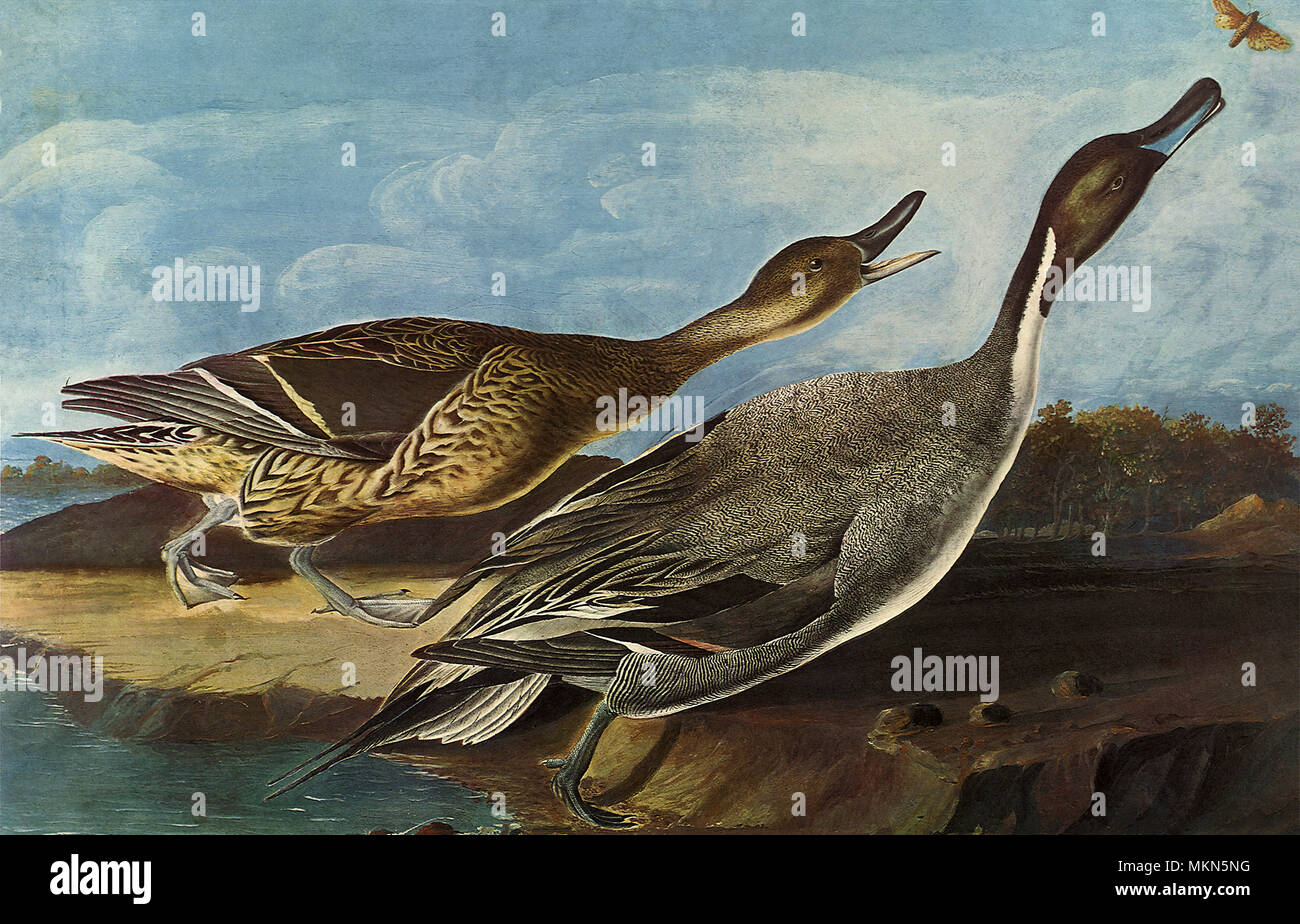 Two Ducks and Moth Stock Photo - Alamy