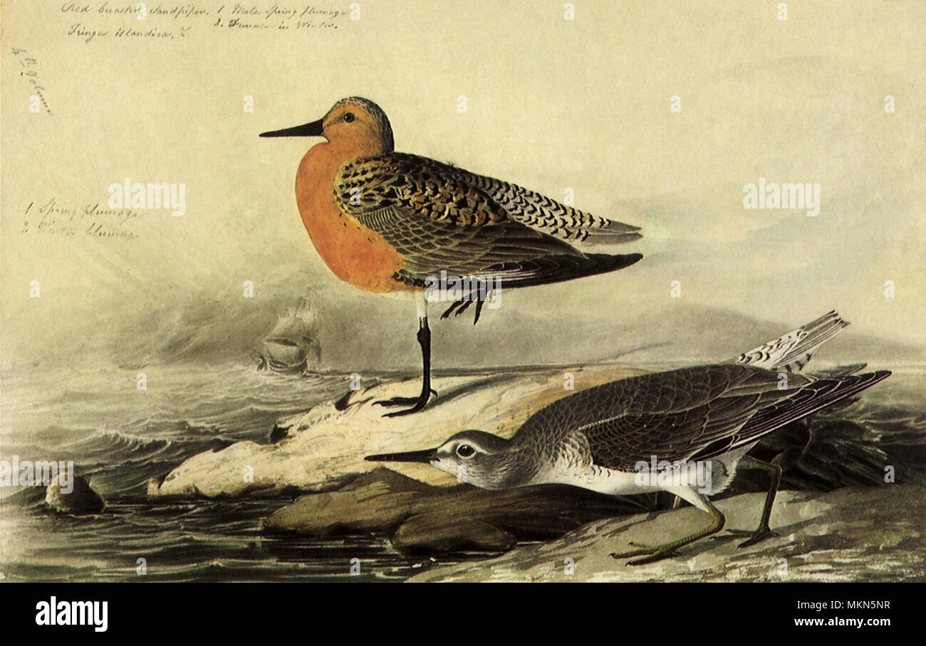 Classic knot hi-res stock photography and images - Alamy