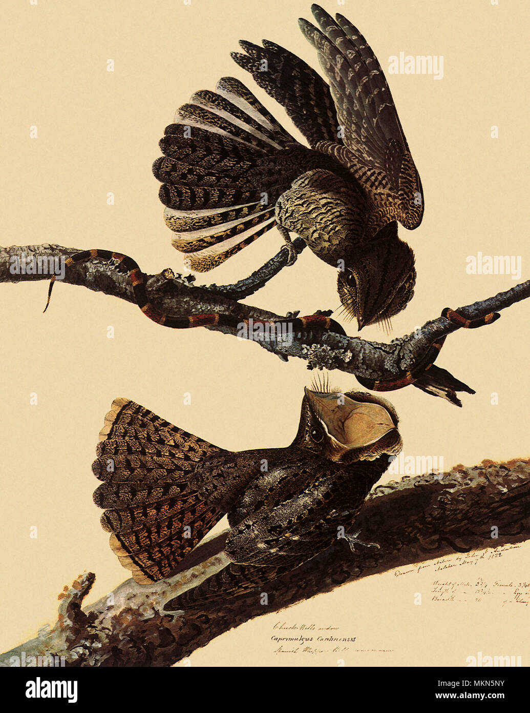 Chuck wills widow bird hi-res stock photography and images - Alamy