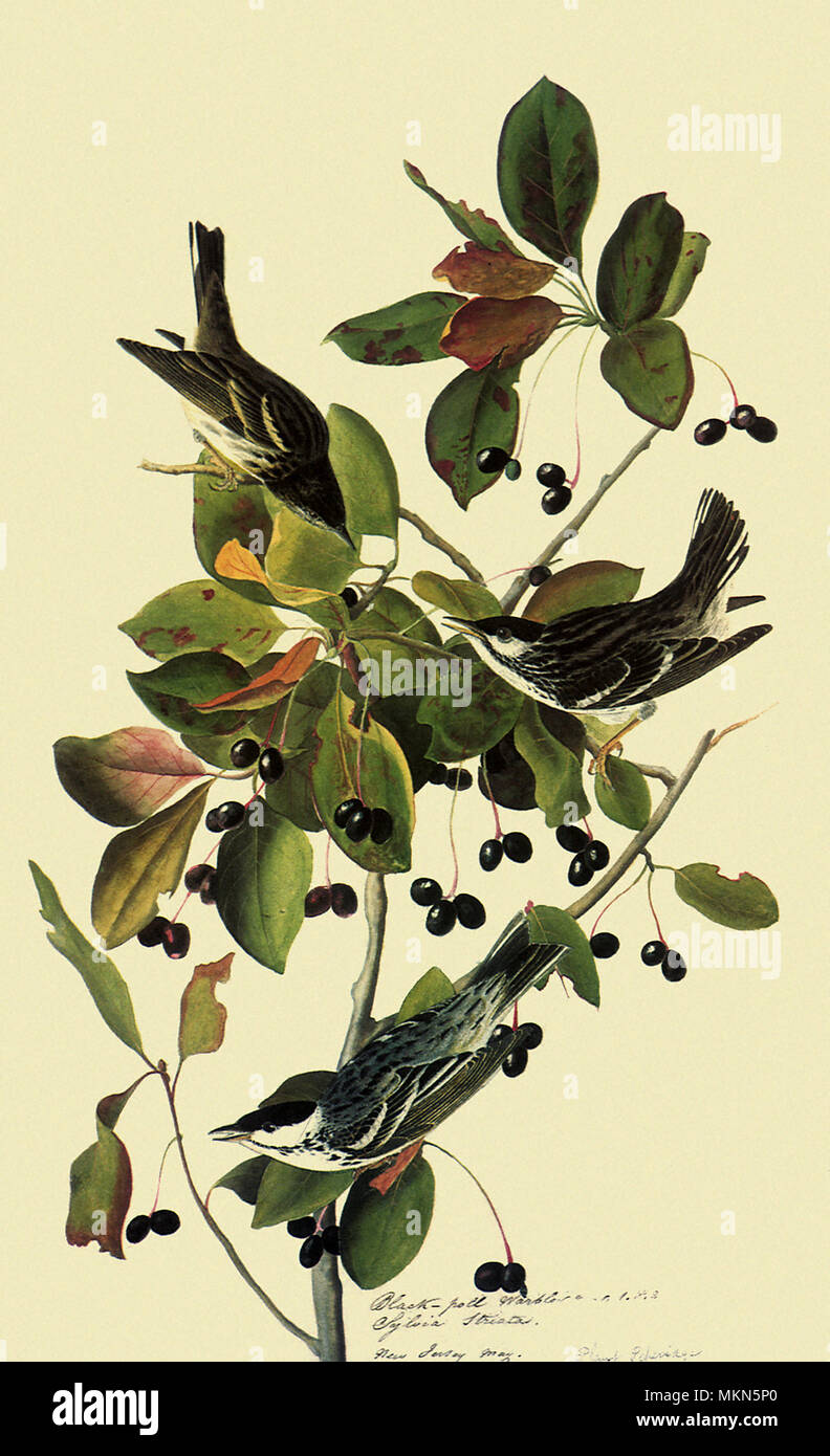 Female Blackpoll High Resolution Stock Photography and Images - Alamy