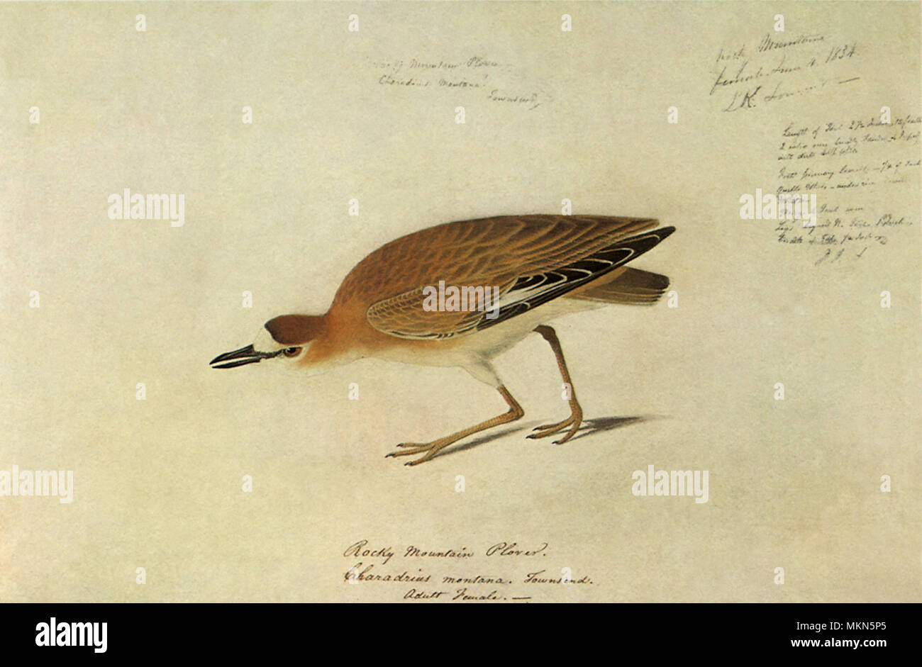 Plover stands hi-res stock photography and images - Alamy