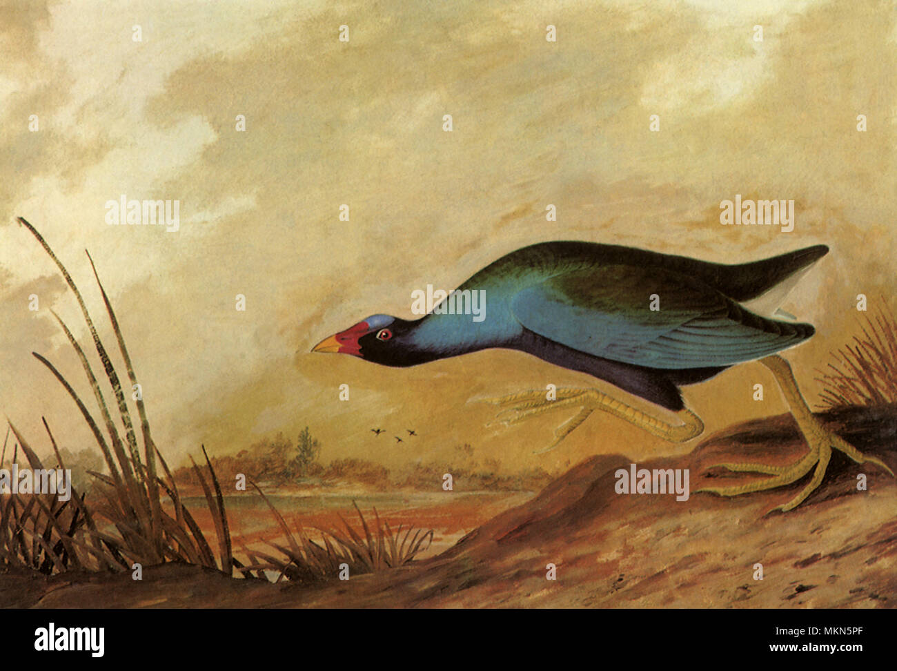 Purple gallinule illustration hi-res stock photography and images - Alamy