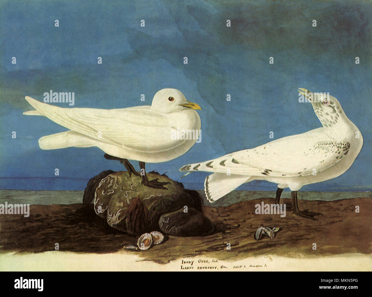 Adult ivory gull hi-res stock photography and images - Alamy