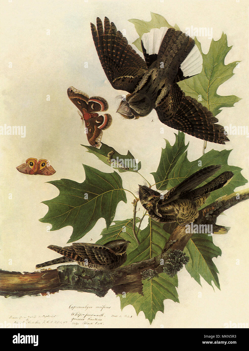 Whippoorwills hi-res stock photography and images - Alamy