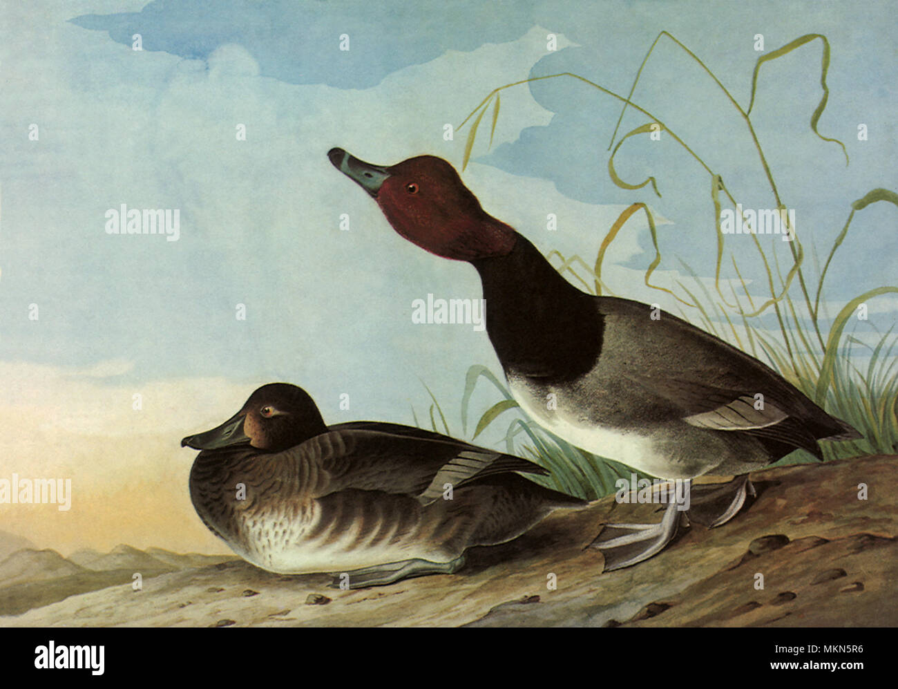 Redhead ducks male and female hi-res stock photography and images - Alamy