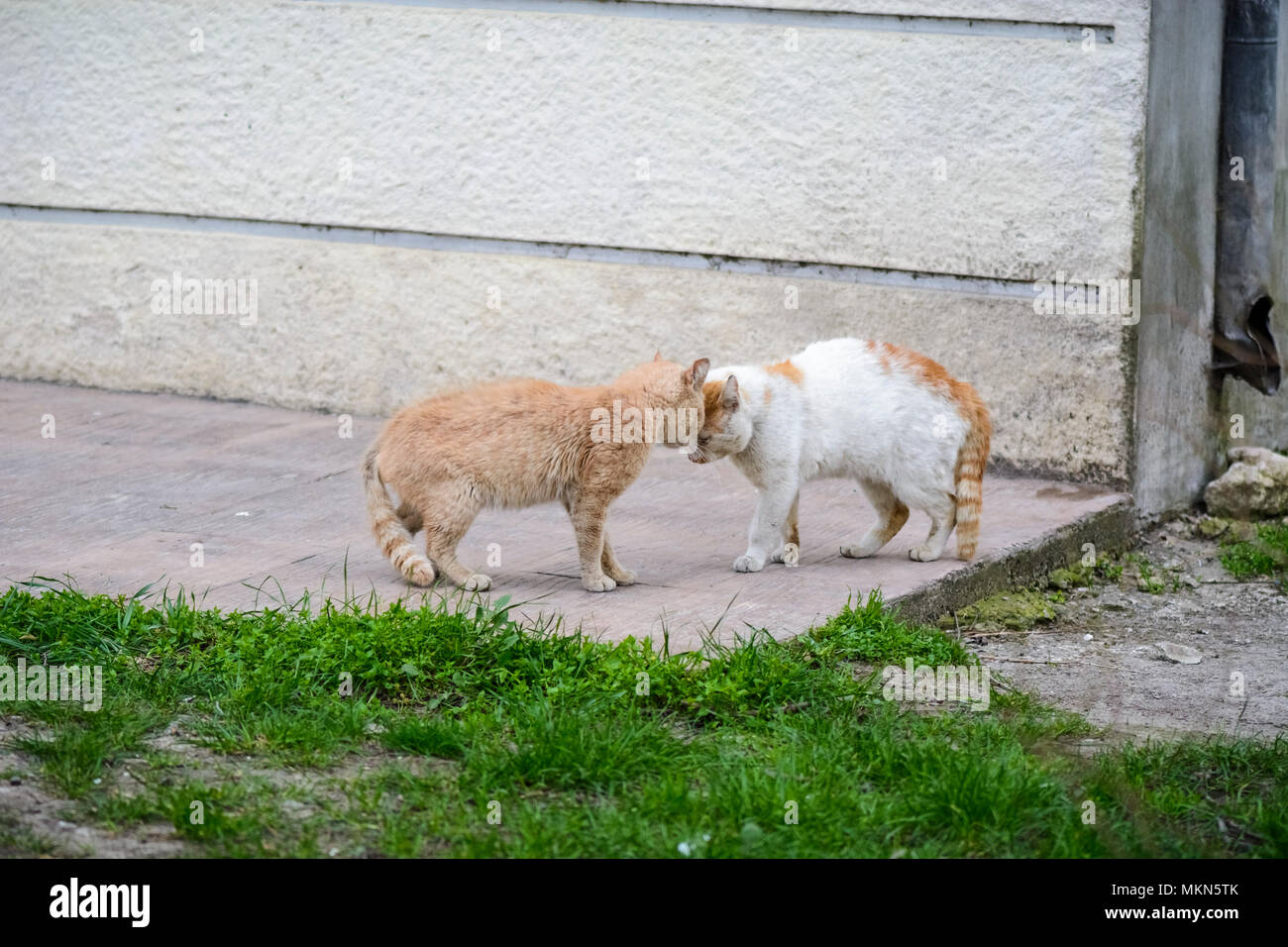 two street big cat intimidating each other before fighting.white and ...