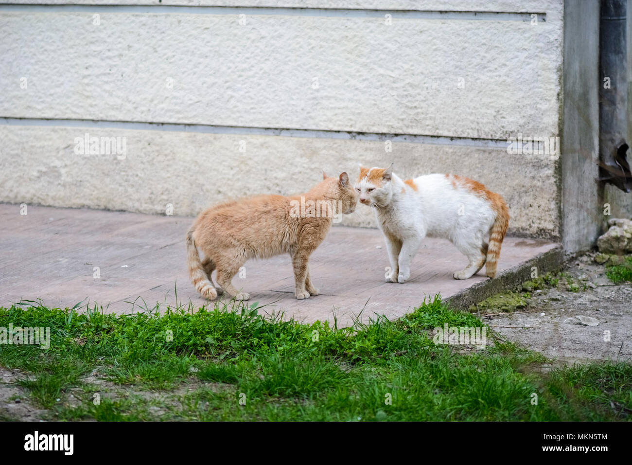 two street big cat intimidating each other before fighting.white and ...