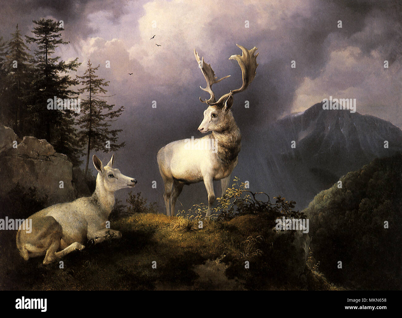 White Fallow Deer and Doe in a Mountain Landscape Stock Photo - Alamy