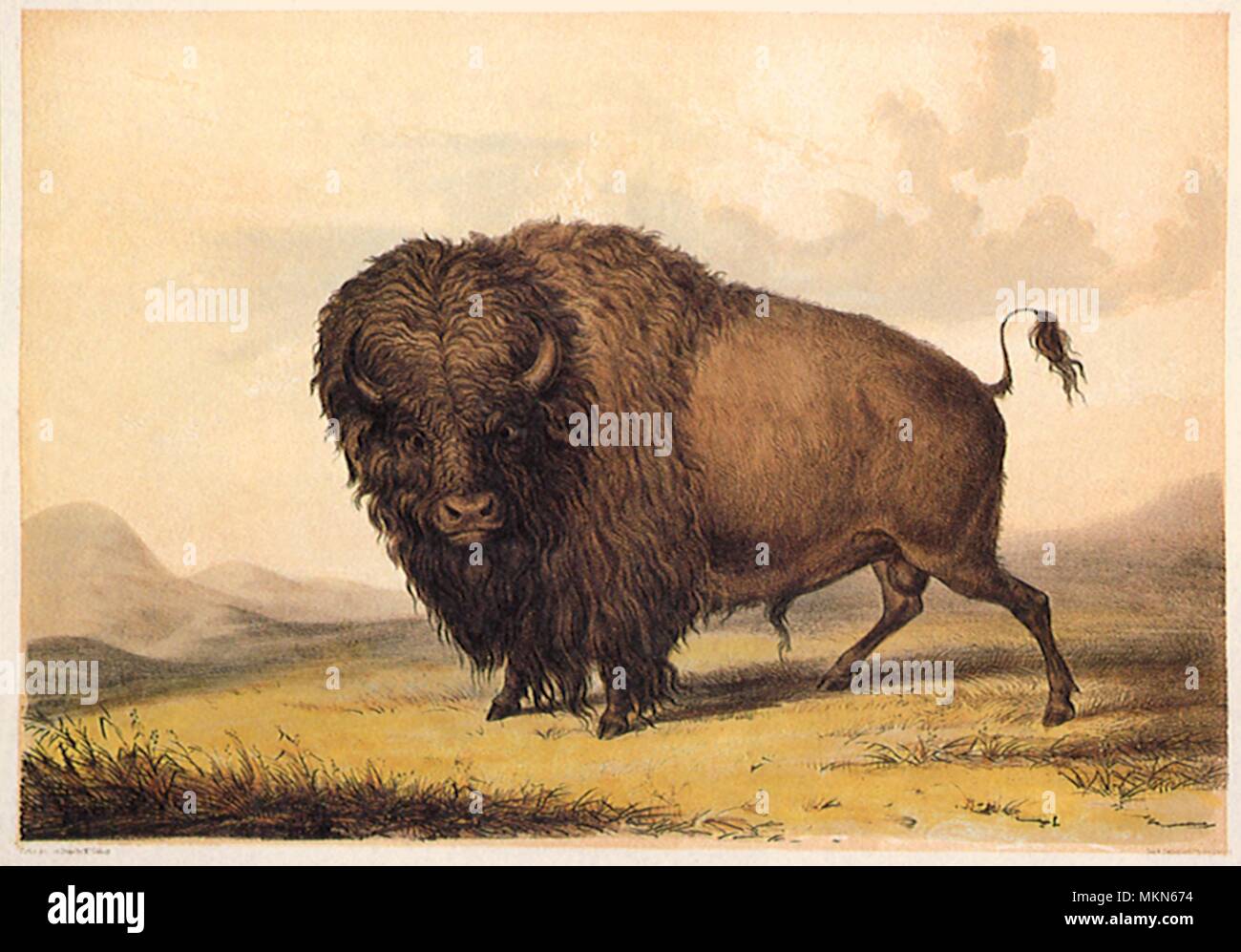 Bull classic hi-res stock photography and images - Alamy