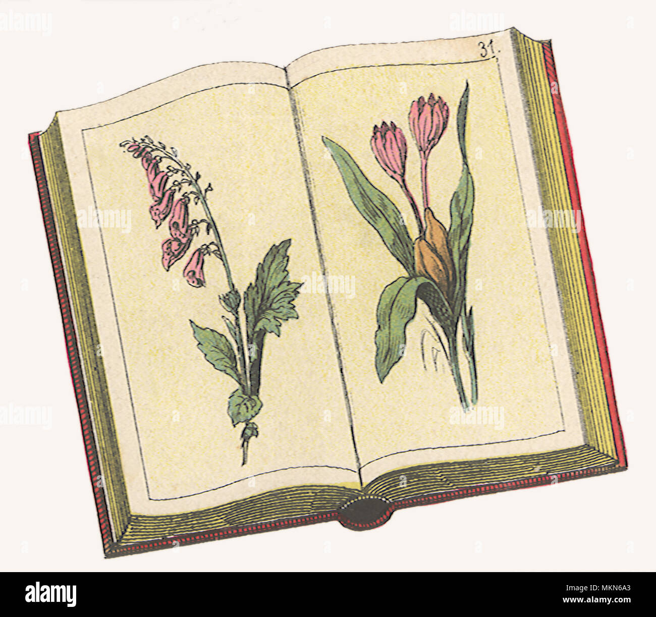 Book botanical illustrations hi-res stock photography and images - Alamy