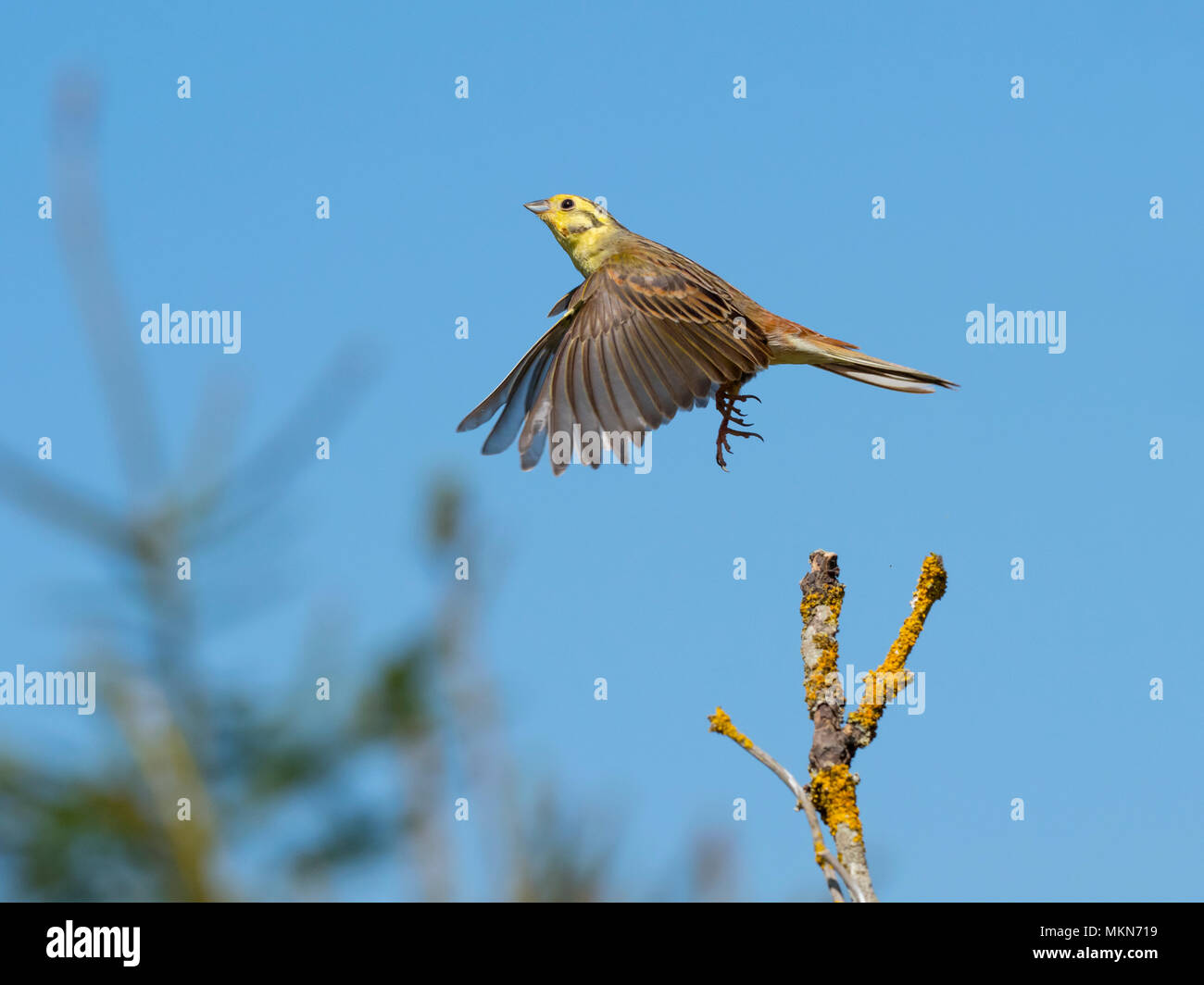 Yellowhammer Emberiza citinella in Flight Stock Photo - Alamy