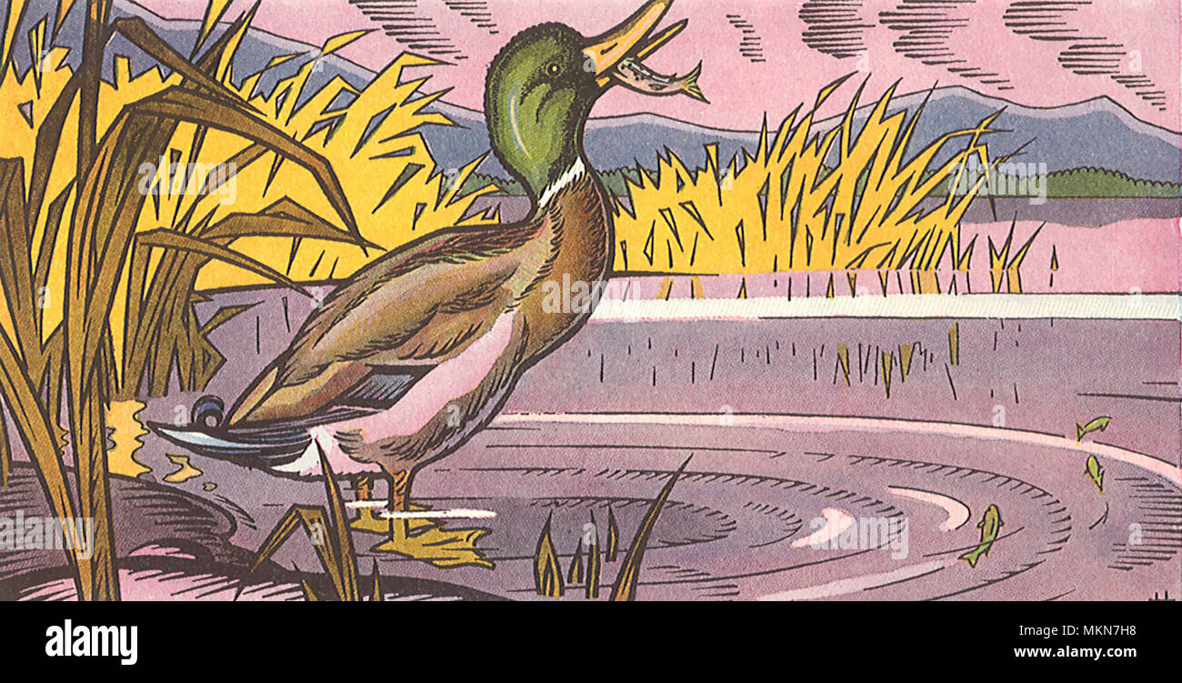 Duck Eats Fish Stock Photo - Alamy