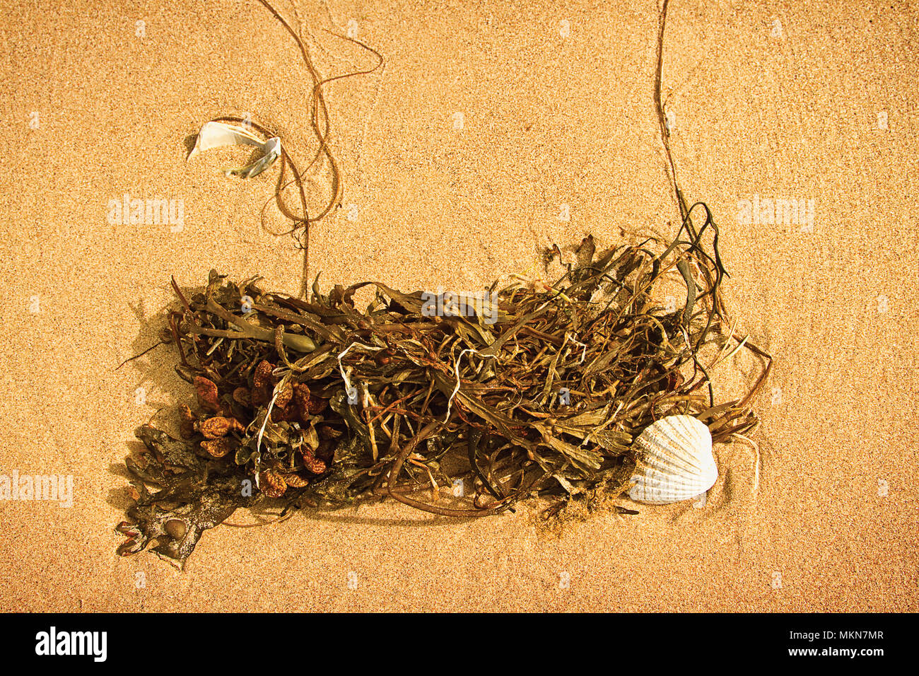 Tangle of seaweed hi-res stock photography and images - Alamy
