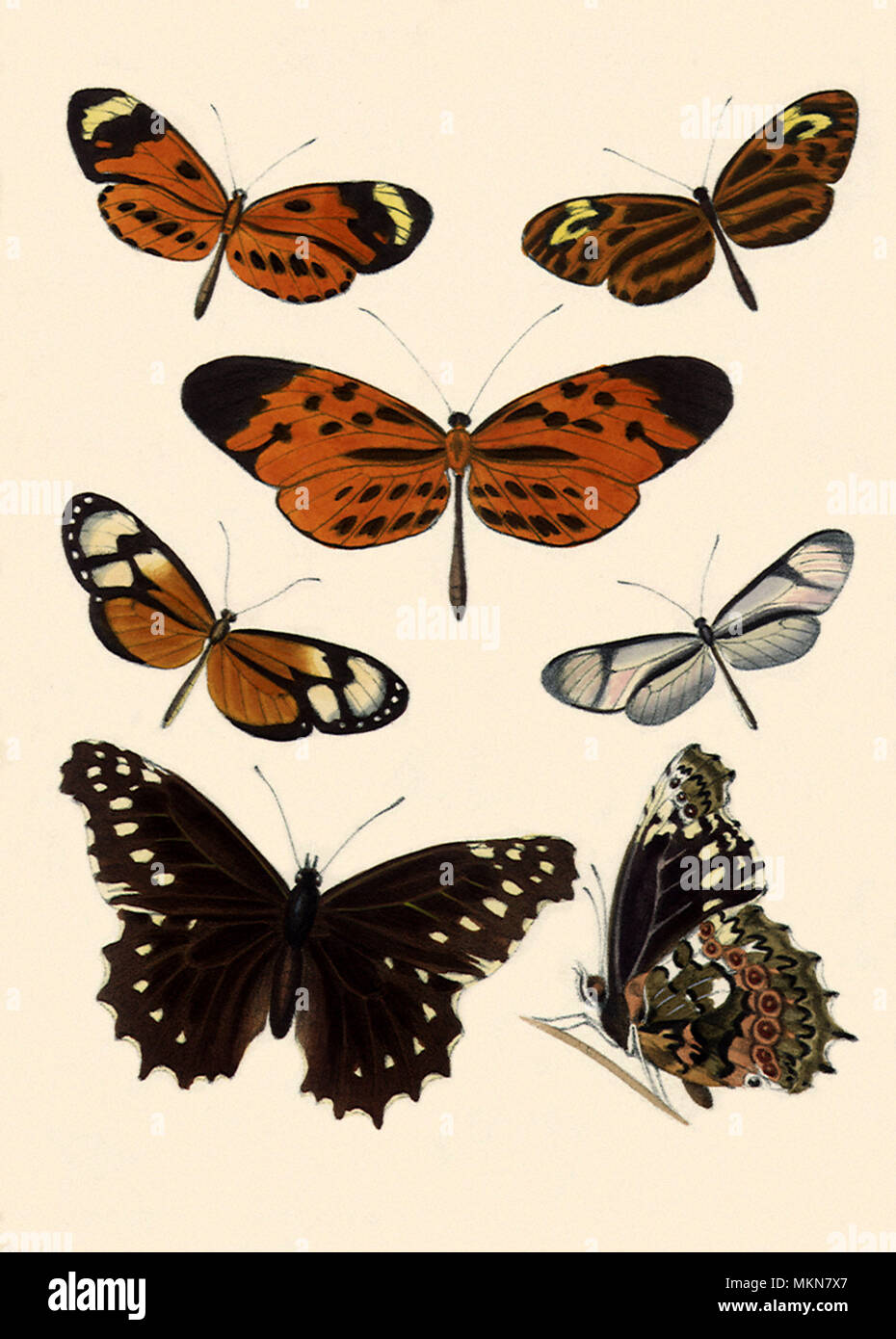 Six bright butterflies hi-res stock photography and images - Alamy