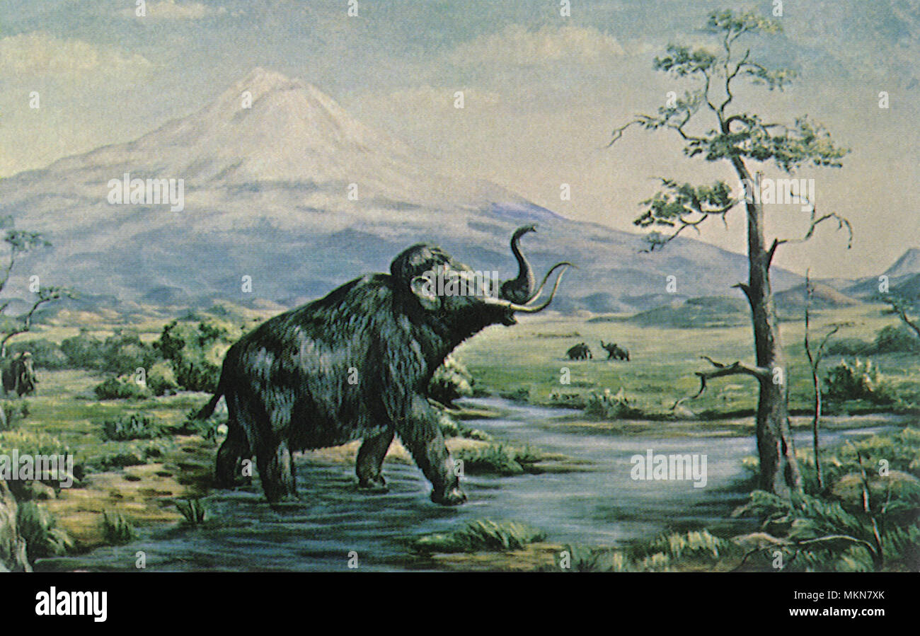 Mammoth in Bog Stock Photo - Alamy