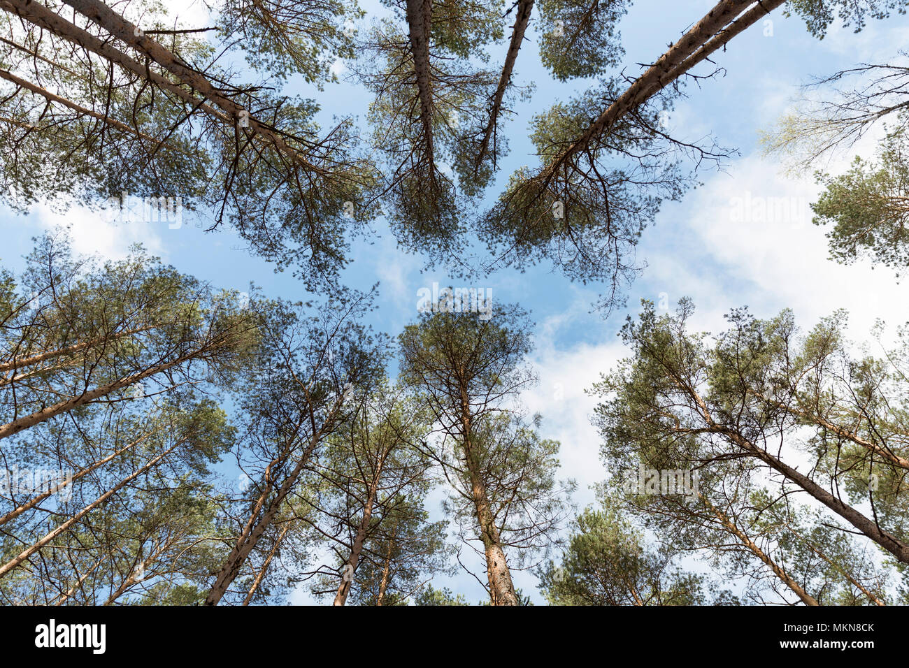 Trees in a forest. Looking up Stock Photo - Alamy