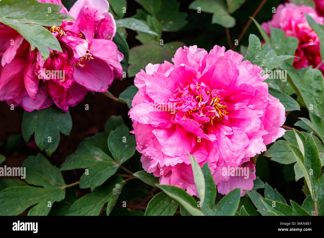 Peony on natural background Stock Photo - Alamy