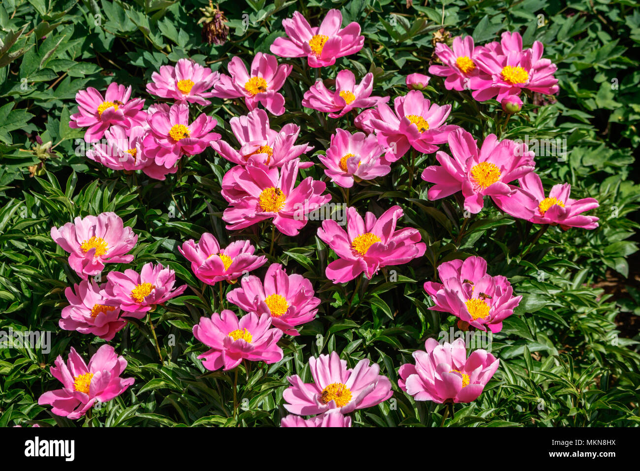 Peony on natural background Stock Photo - Alamy