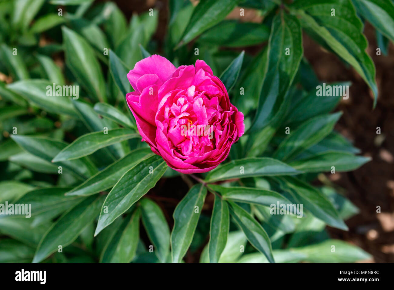 Peony on natural background Stock Photo - Alamy