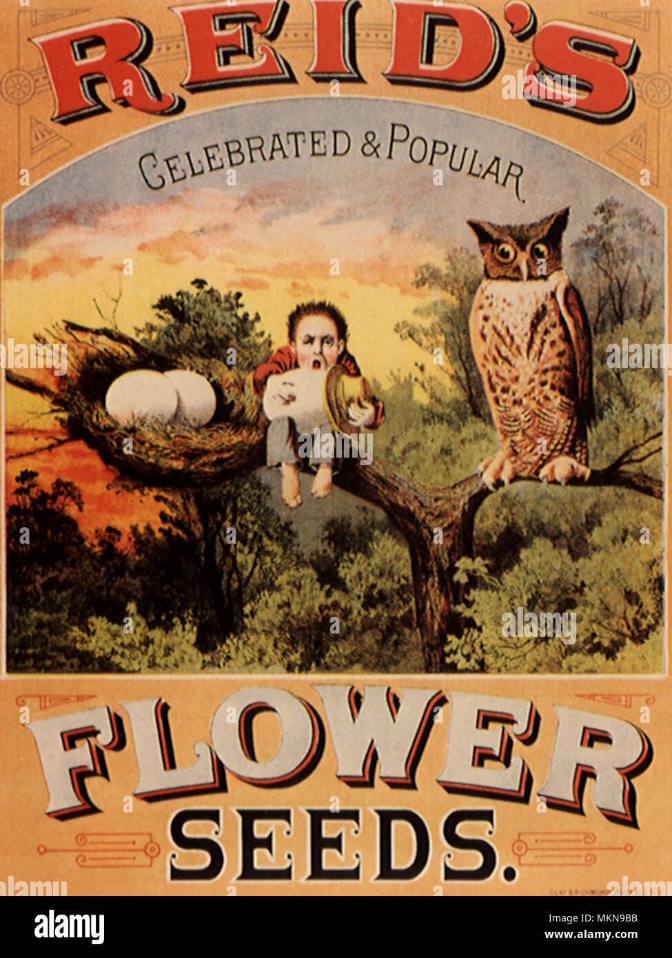 Reid's Flower Seeds Stock Photo - Alamy