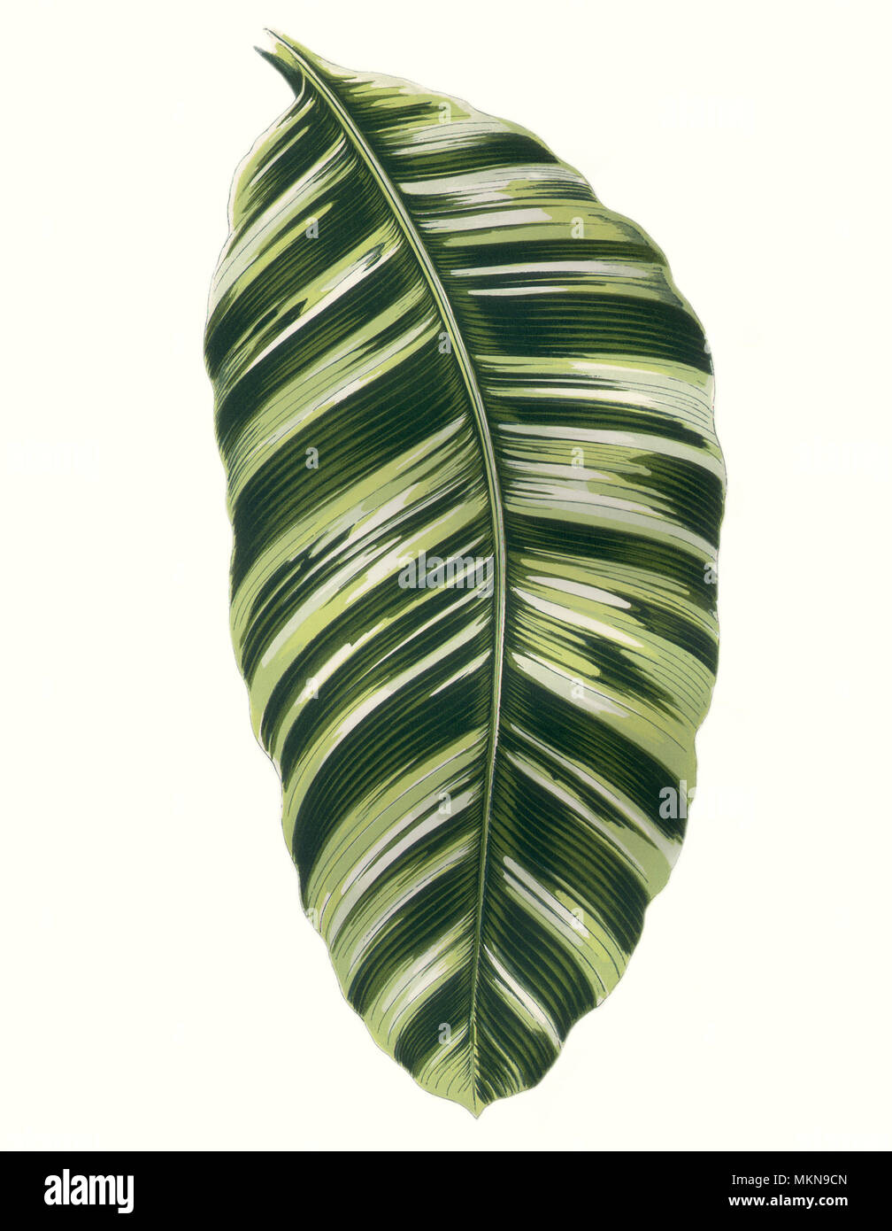 Musa sapientum hi-res stock photography and images - Alamy