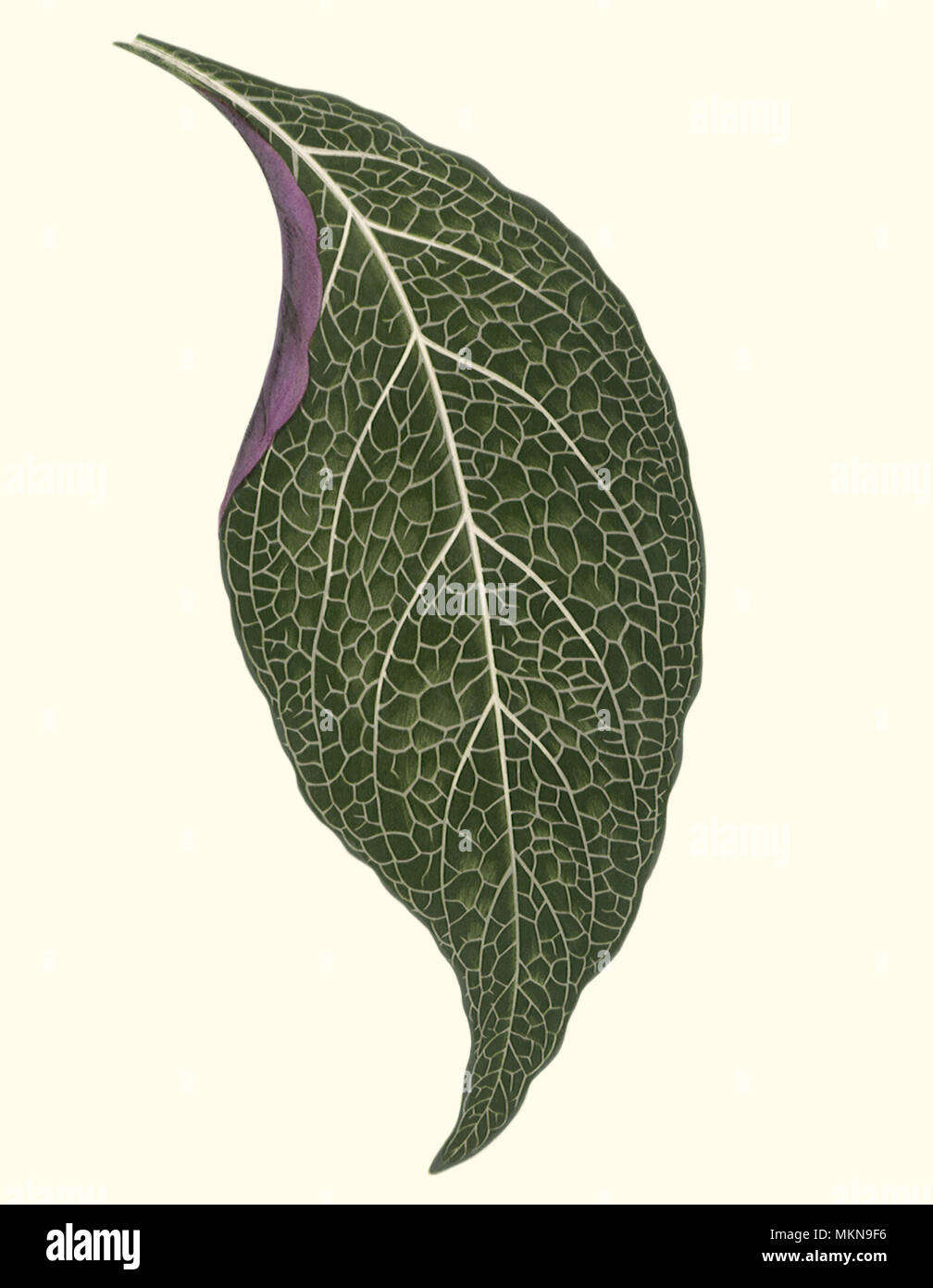 Albivenis plant hi-res stock photography and images - Alamy