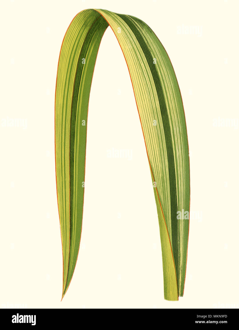 New Zealand Flax Leaf Stock Photo - Alamy