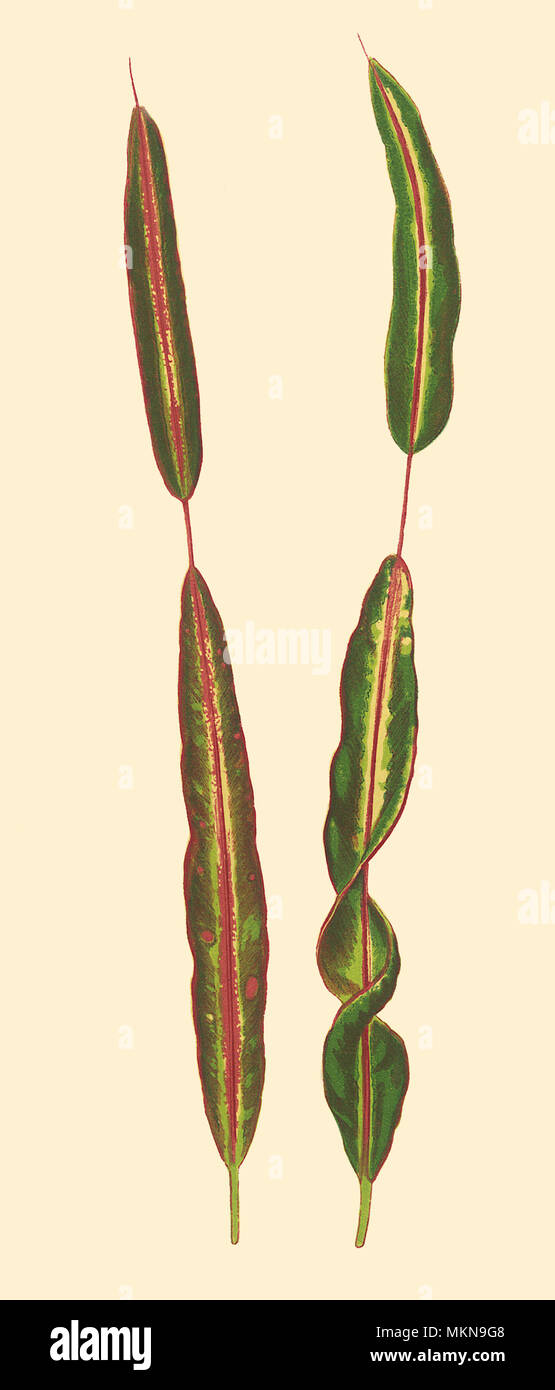 Interruptum hi-res stock photography and images - Alamy