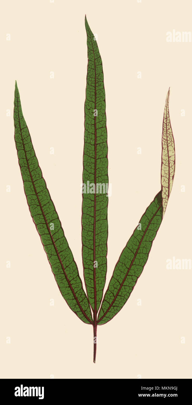 Clusters of leaves hi-res stock photography and images - Alamy