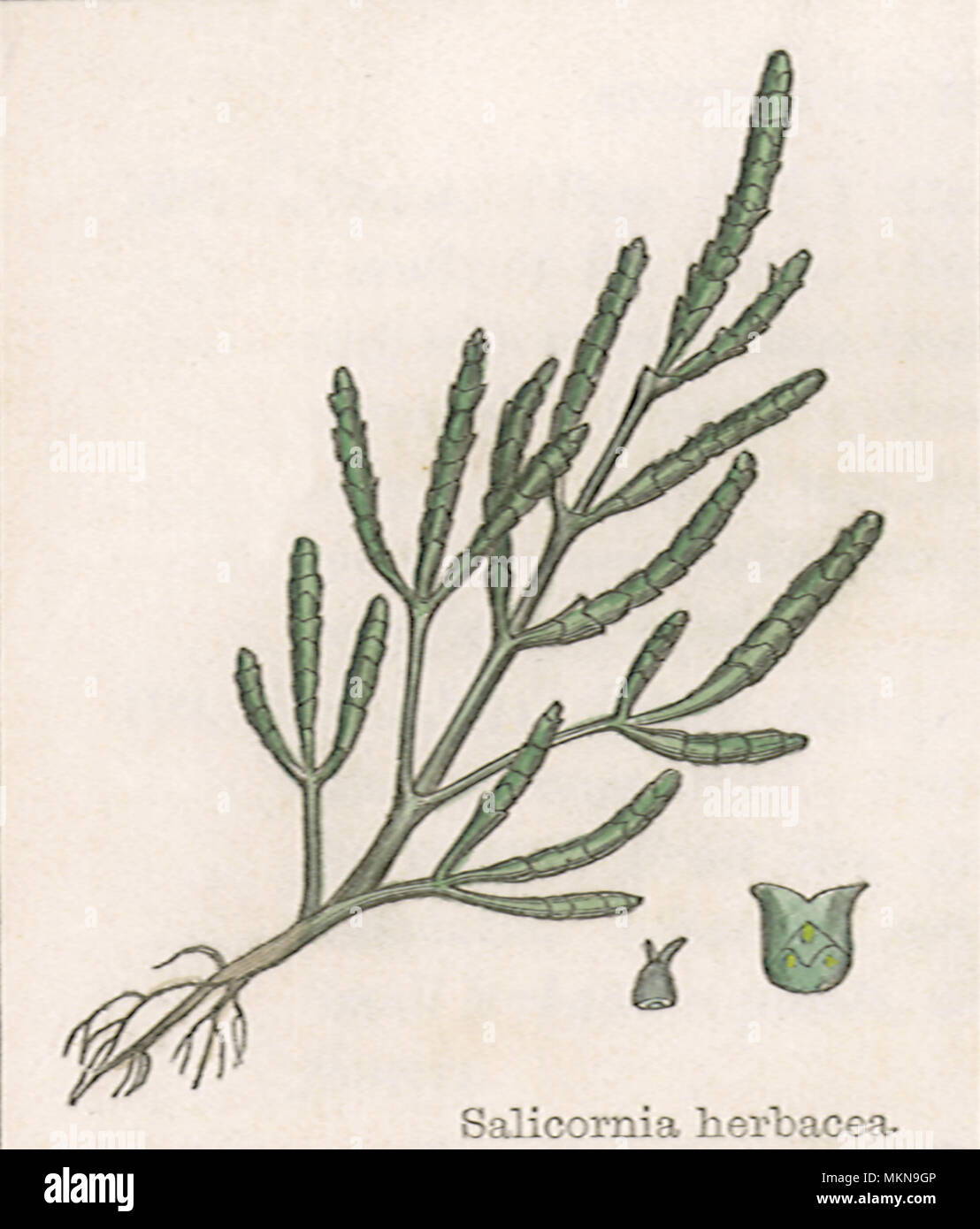 Jointed stems hi-res stock photography and images - Alamy