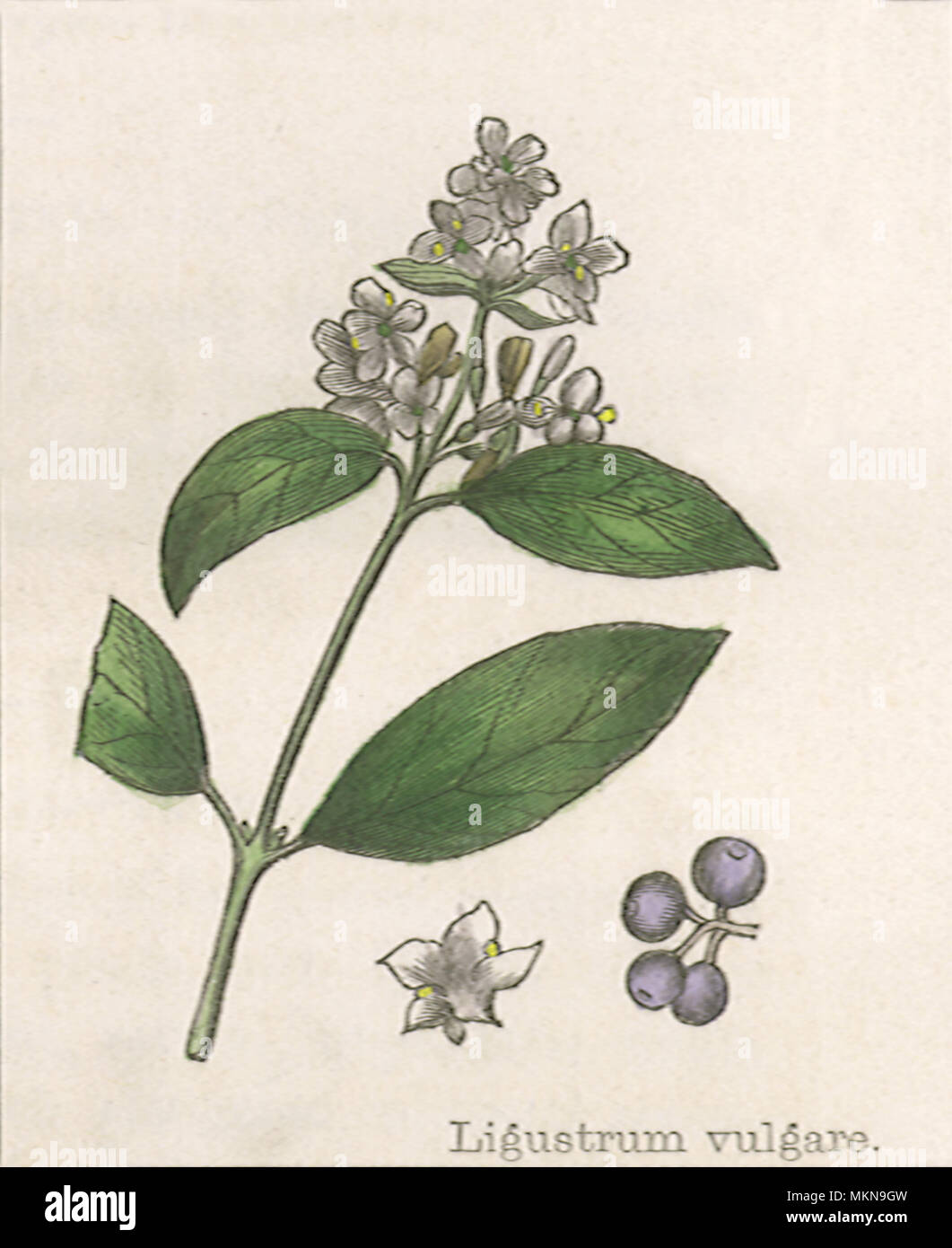 Purple flowering speedwell hi-res stock photography and images - Alamy