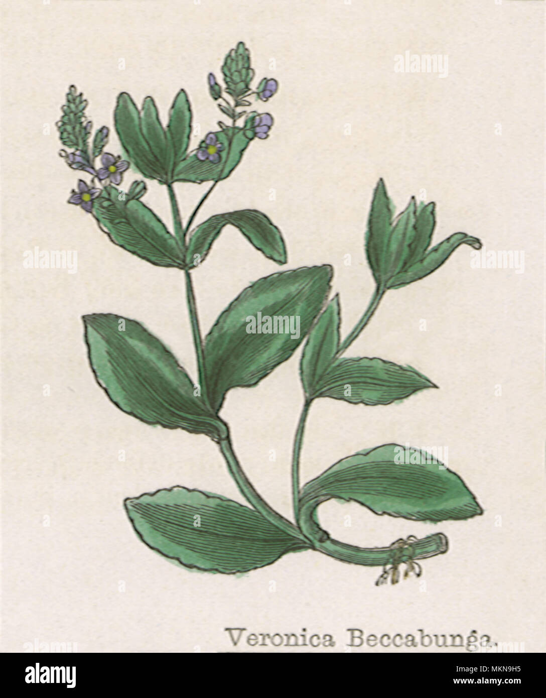 Blue brooklime flower hi-res stock photography and images - Alamy