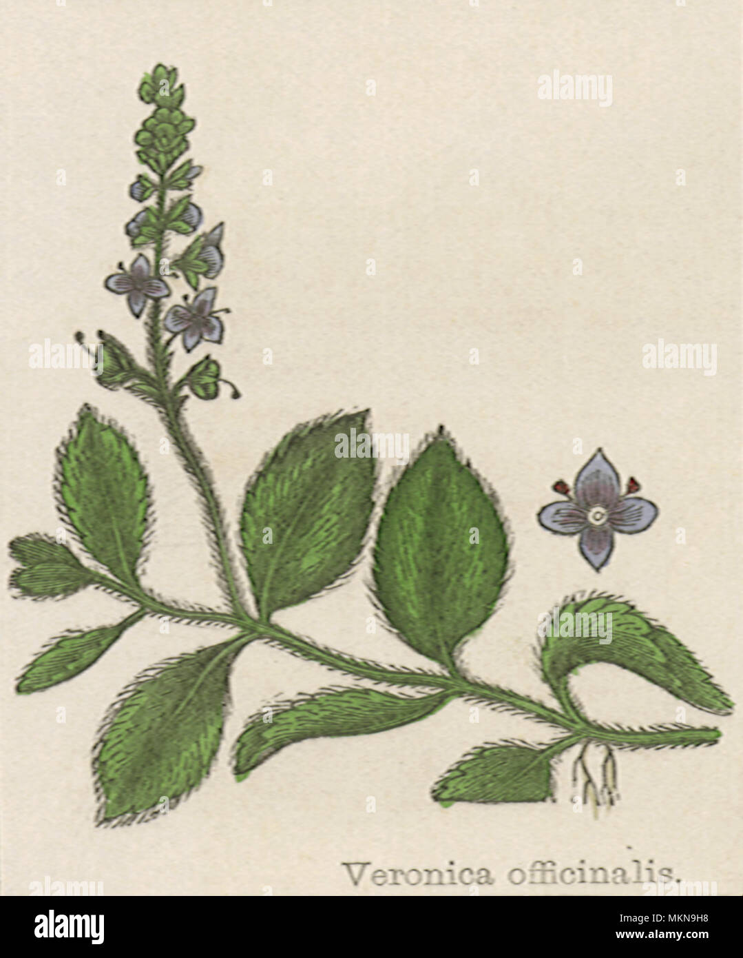 Common speedwell plant hi-res stock photography and images - Alamy