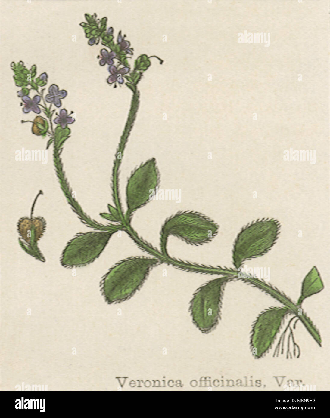 Veronica plants hi-res stock photography and images - Alamy